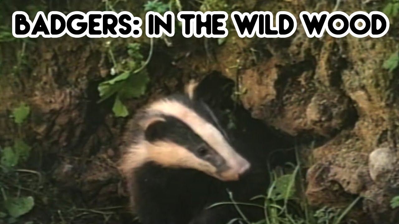 Badgers: In the Wild Wood - YouTube