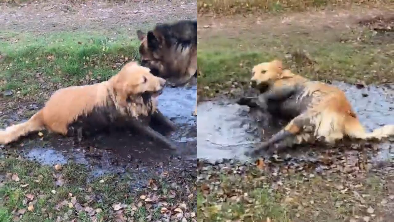 Golden Retriever Dog Is A Mud Monster - YouTube