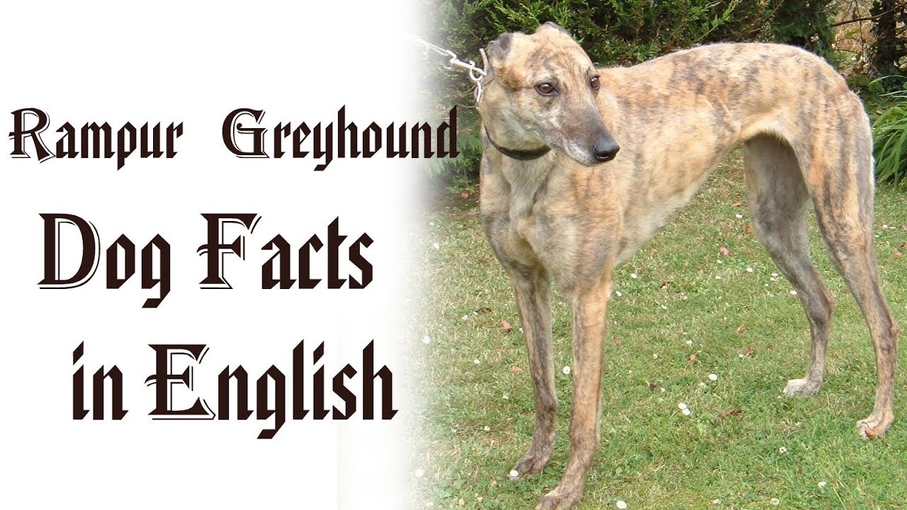 Rampur Greyhound Dog Facts in English | Indian Dog Breed | Best Dog ...