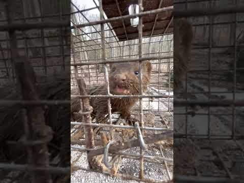 Mink vocalization sounds - YouTube