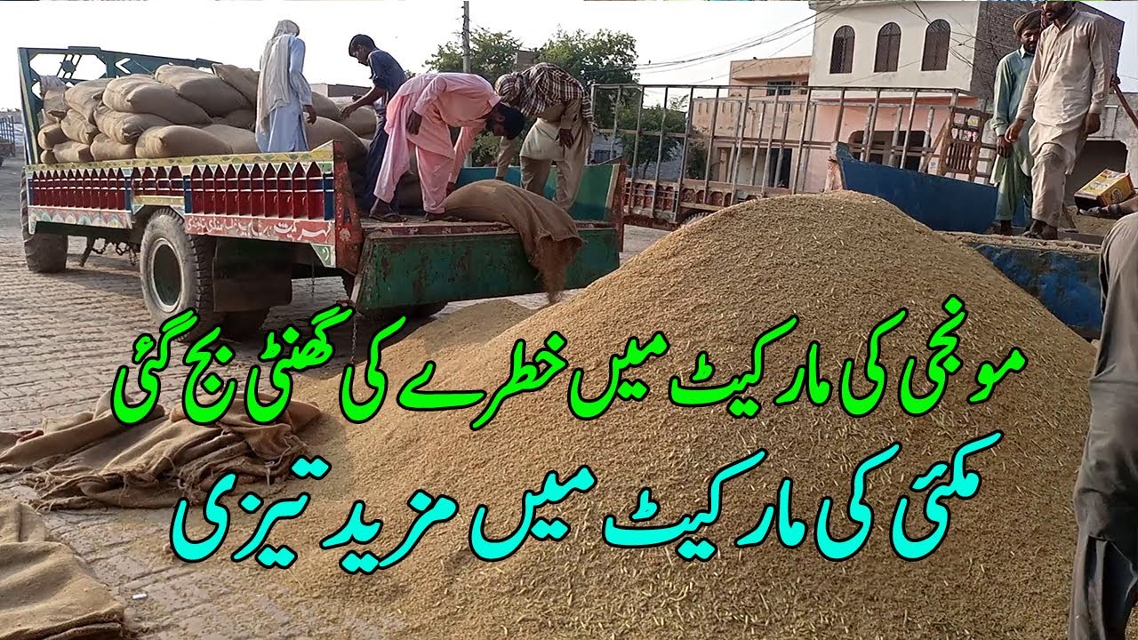 Paddy, Maize Rates 2023|Grain Market Rates | Dhan ke Rate |Galla Mandi ...