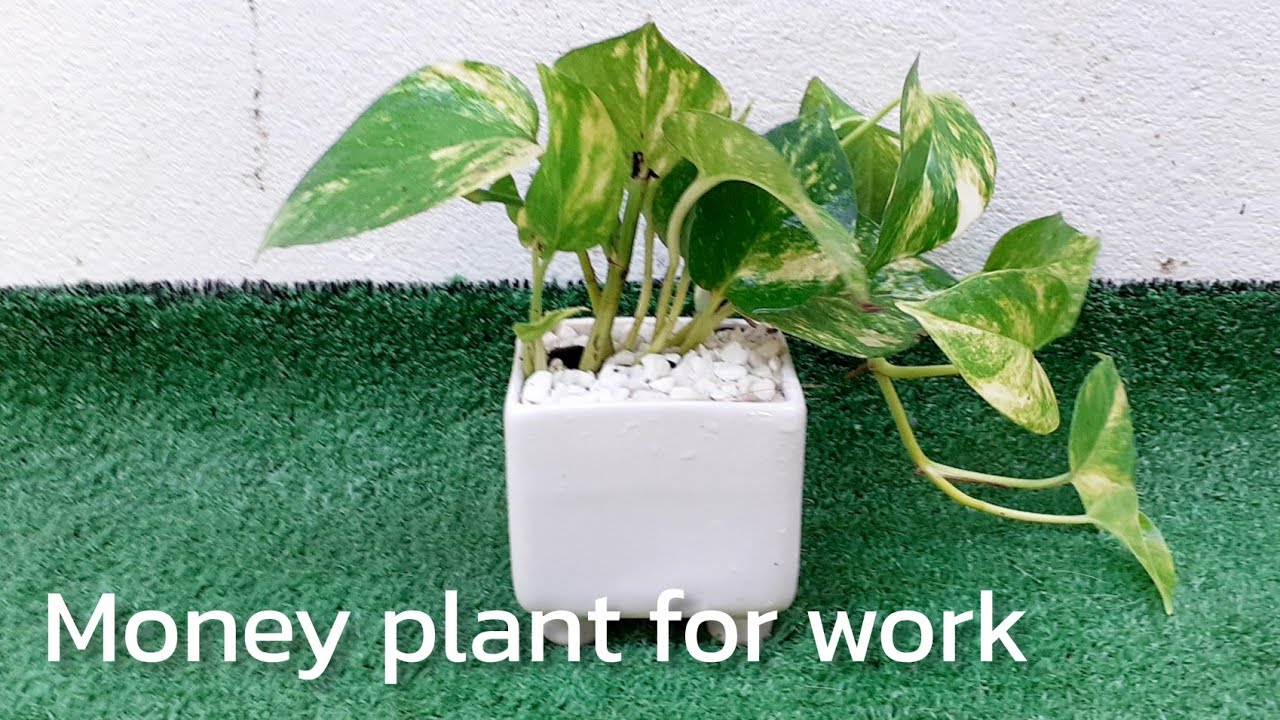 lucky plant, money plant,plant to grow at home|plant to grow - YouTube