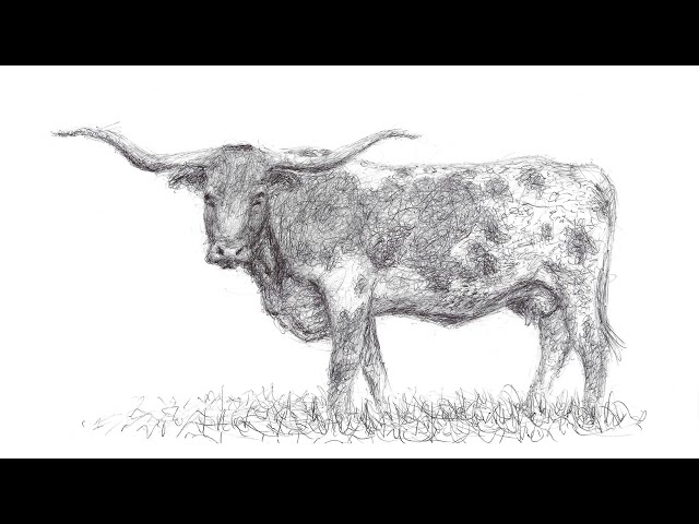 How to Sketch Draw a Texas Longhorn | Bic Biro Pen Drawing - Videos For ...