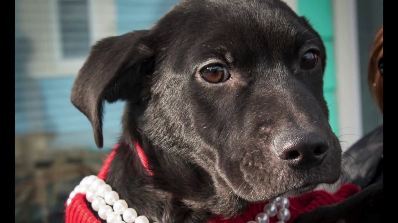 Gracie for Adoption at Ruff House Rescue NY - YouTube