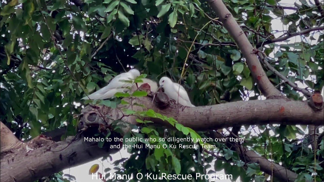 February 21st Hui Manu O Ku Rescue - Nesting Spot KS04 - YouTube