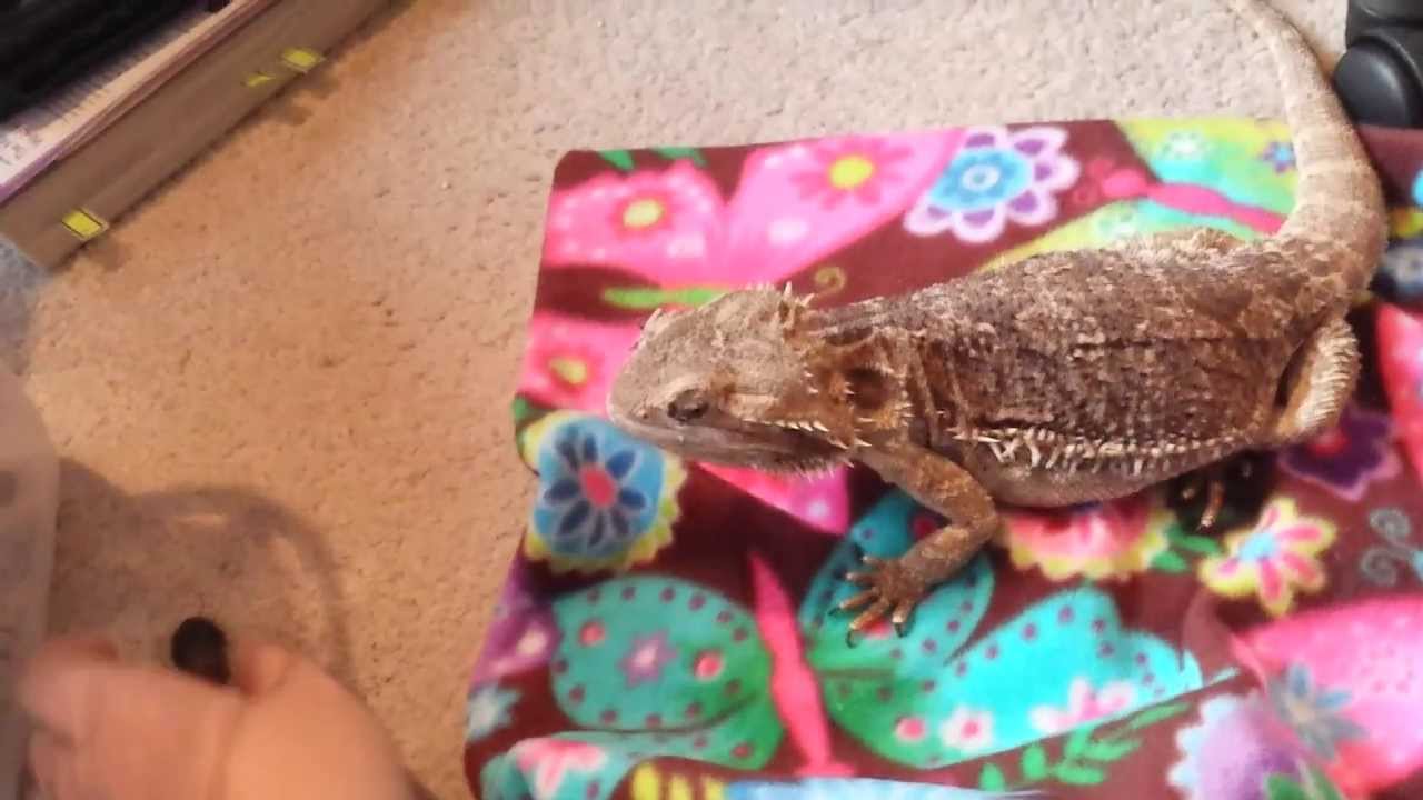 Sienna Post Operation - 3 Weeks - YouTube