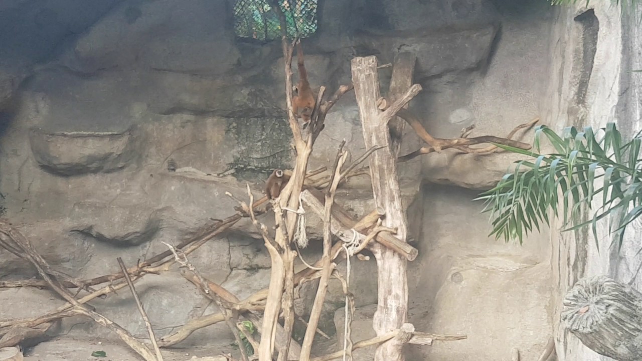 Playful apes in the zoo - YouTube