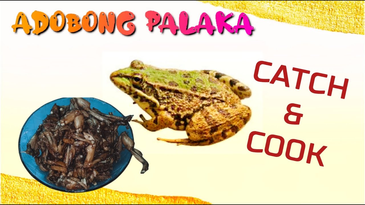 CATCH AND COOK FROG | Adobong Palaka - YouTube