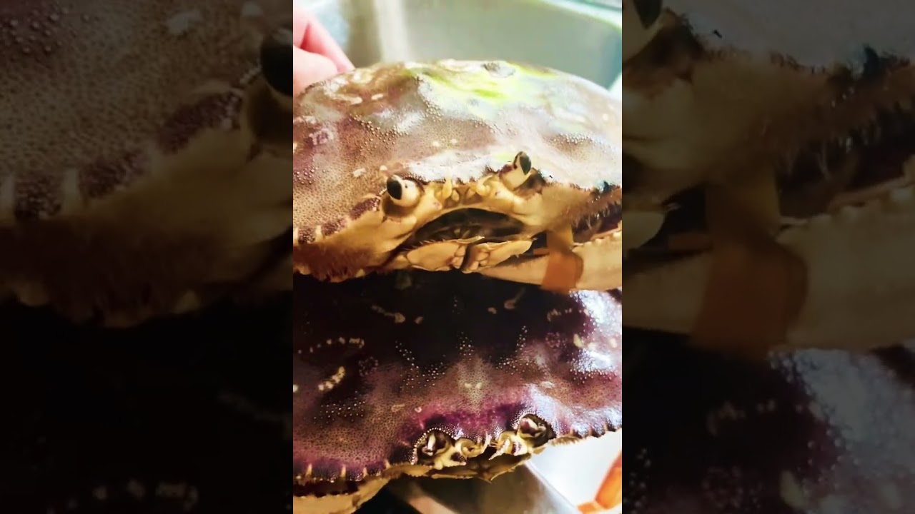 Very Satisfying Crab Smile Captured - YouTube