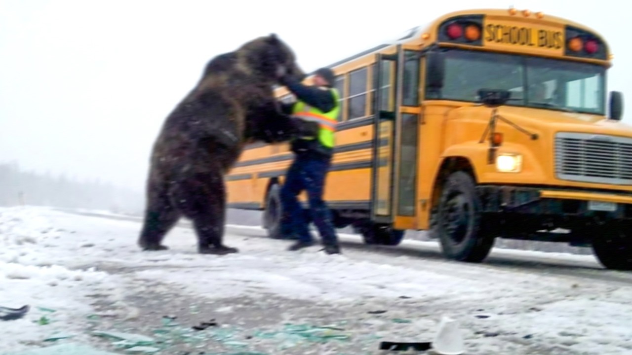 Grizzly Bear Attacks School Bus on December 7th, 2025 - YouTube