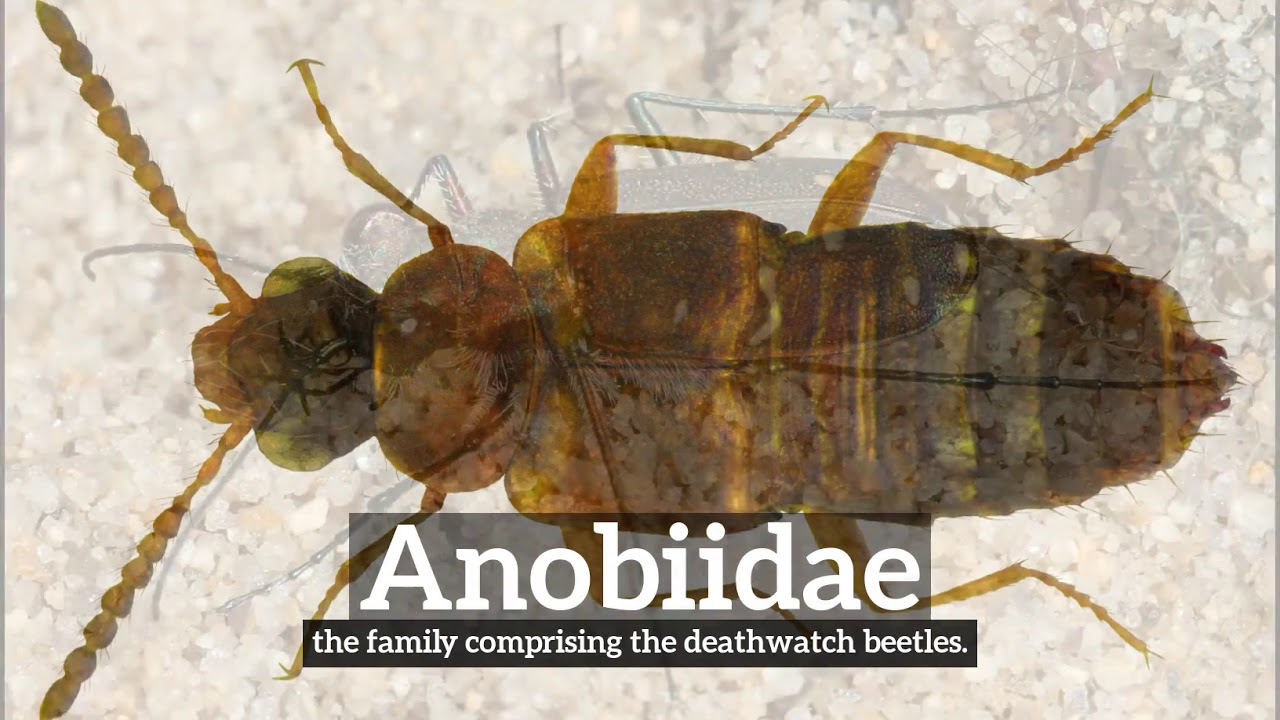 How to Say Anobiidae in English? | What is Anobiidae? | How Does ...