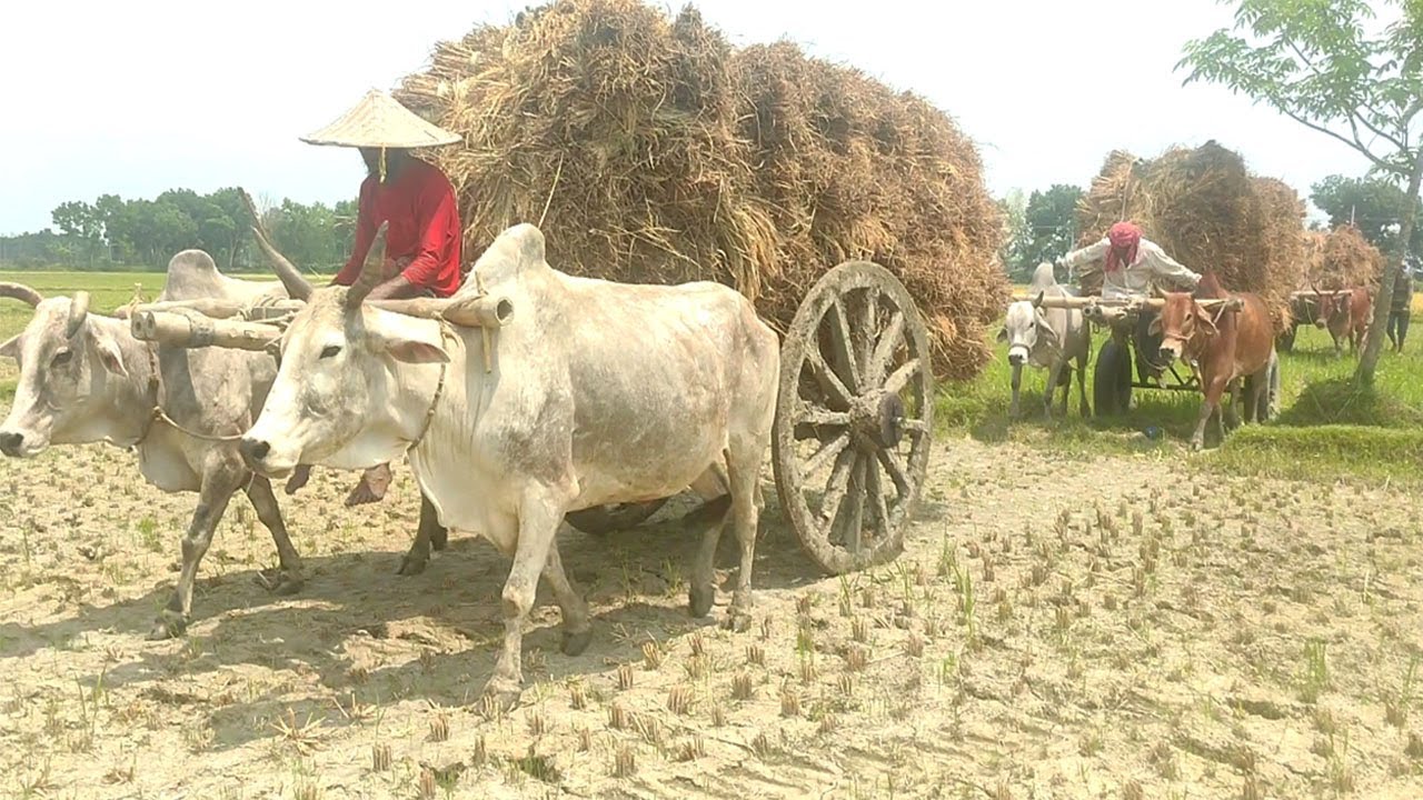 Village Life Work।। Cow cart heavy paddy load ।। Village bullock cart ...