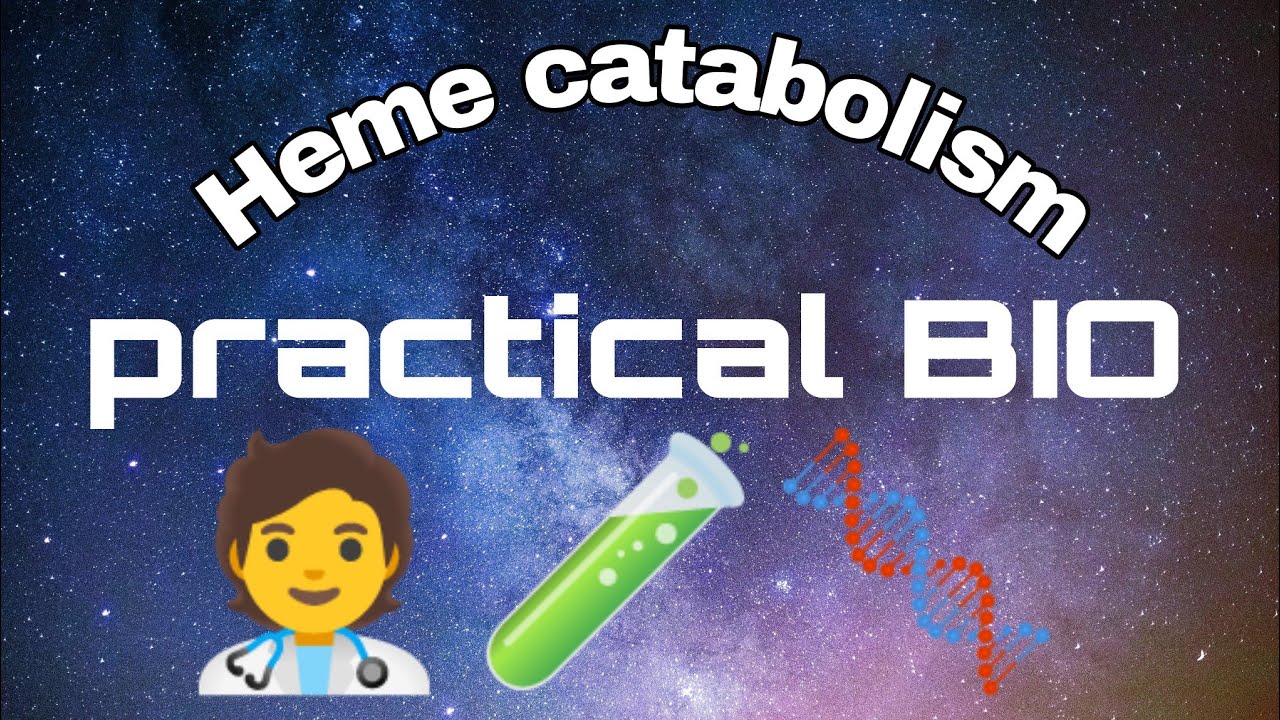 #Heme catabolism | #Practical bio|#Biochemistry - YouTube
