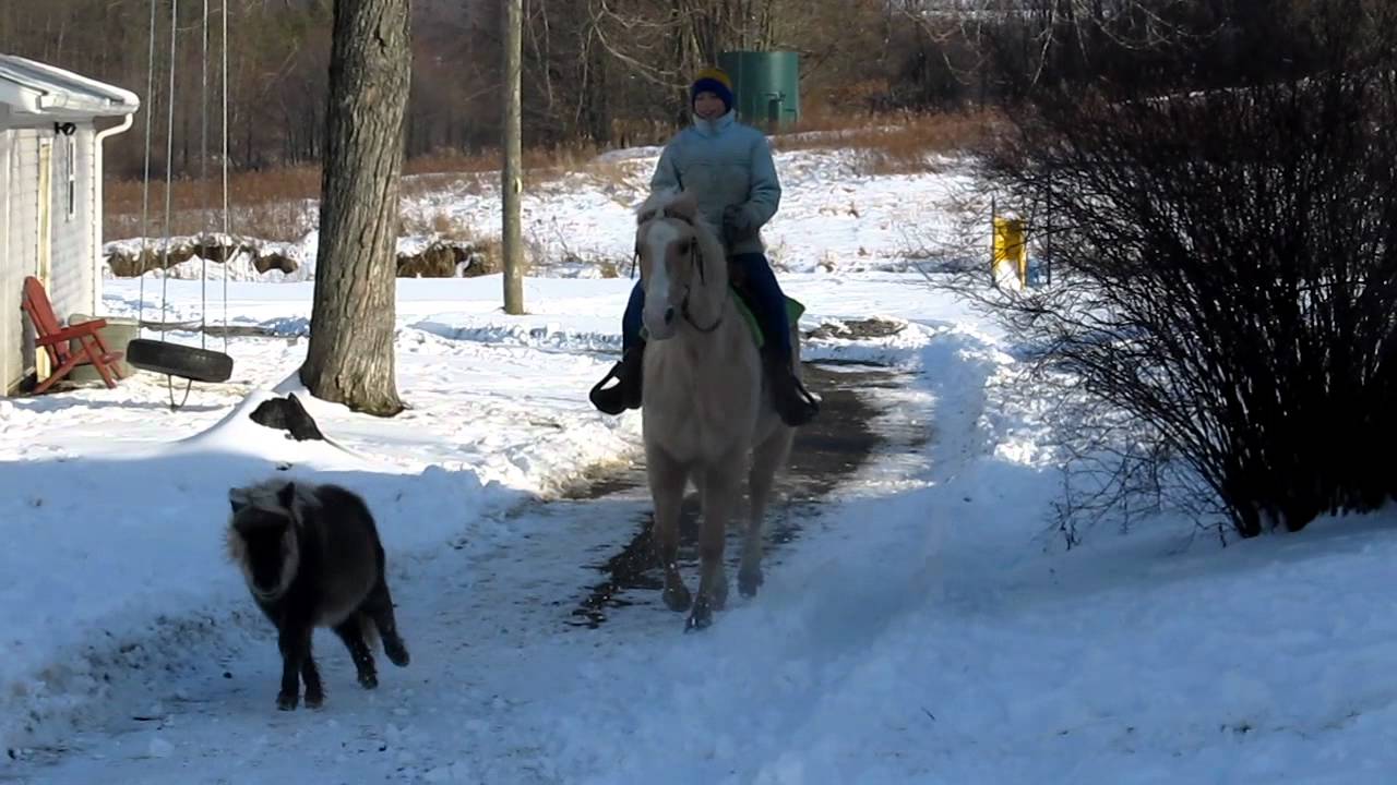 Butters - running toward mini - YouTube