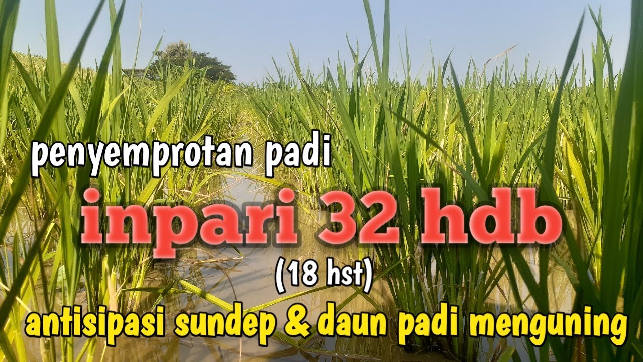 penyemprotan padi inpari 32 hdb,antisipasi sundep dan daun padi ...