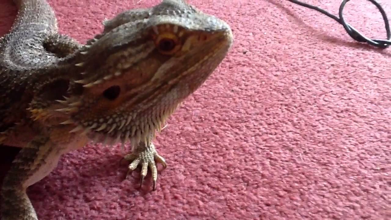 dexter the pet lizard BlueFish Hamster Channel - YouTube