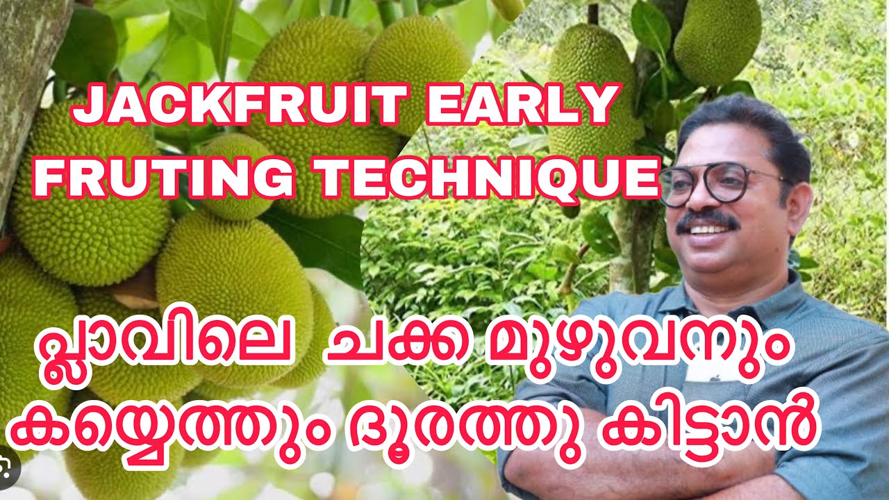 JACKFRUIT FRUITING TECHNIQUE പ്ലാവിലെ ചക്ക മുഴുവനും കയ്യെത്തും ദൂരത്തു ...