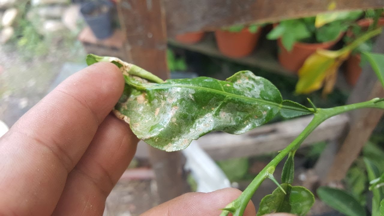 Plagas en Cítricos: el minador de hoja y como combatirlo - YouTube