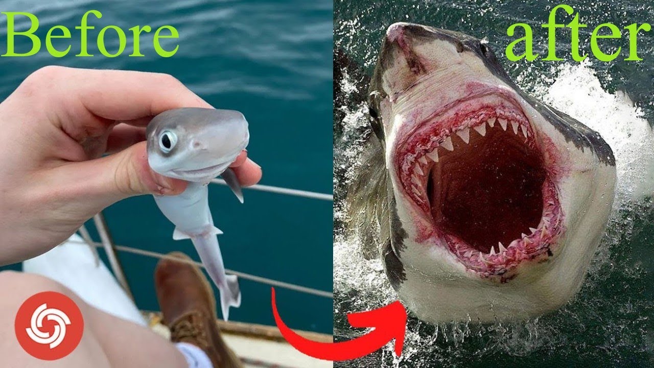 Animals grow up - baby cute 🥰 animals grow up - adult animals - 2023 ...