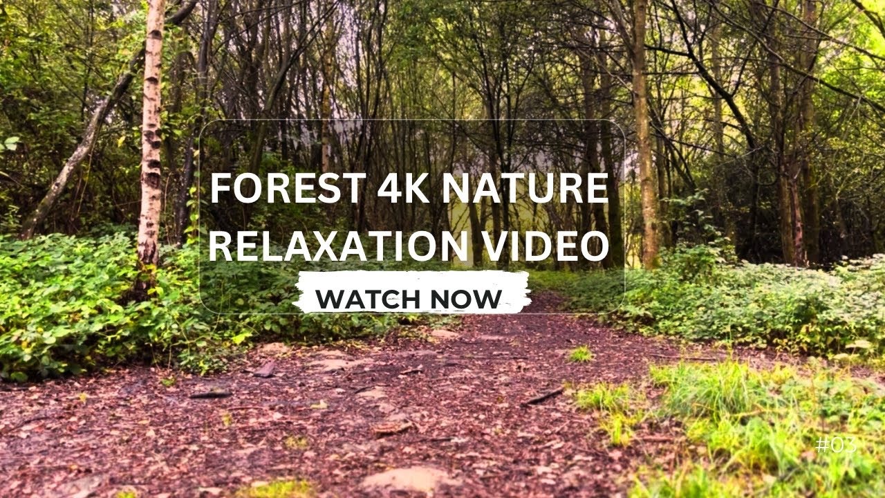 Forest 4K Nature Relaxation Video • Peaceful• Rainy day 4k Video ...