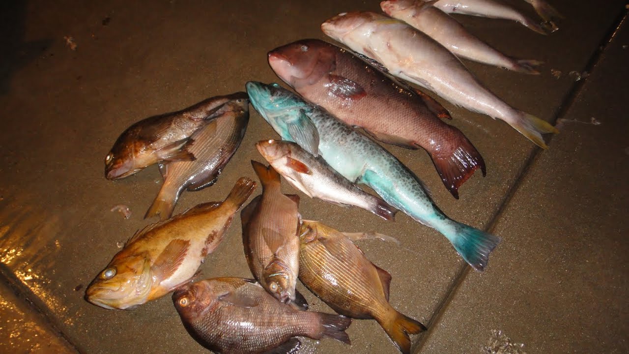 Saltwater Fishing Channel Islands - YouTube