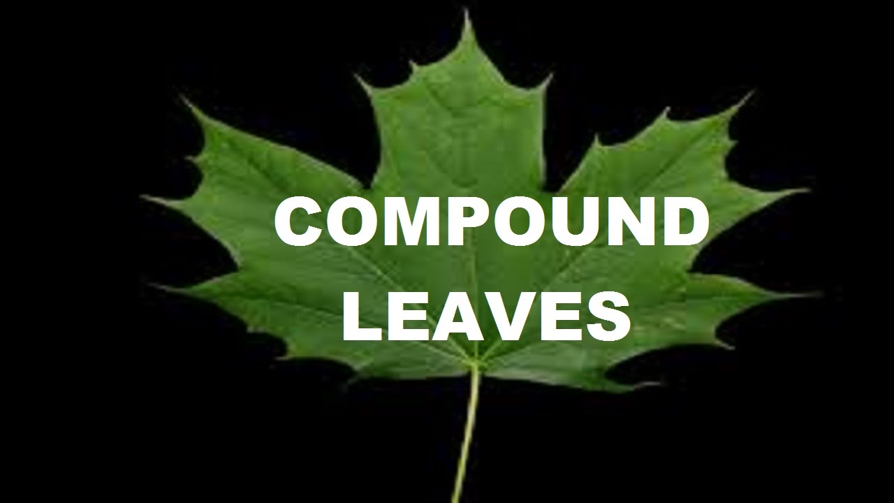 Compound Leaves YouTube compound-leaves-youtube