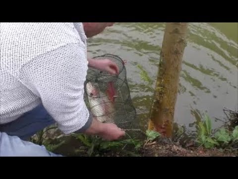 Small Fish Trap = Monster Fish Catch - YouTube