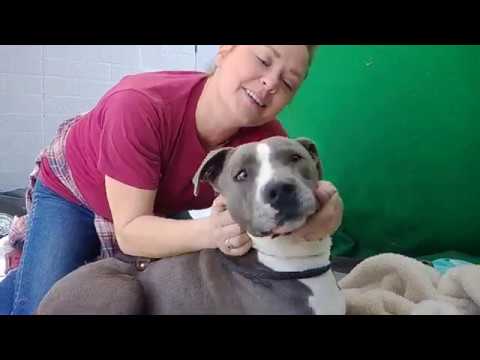 A5344225 Tony | Pit Bull - YouTube