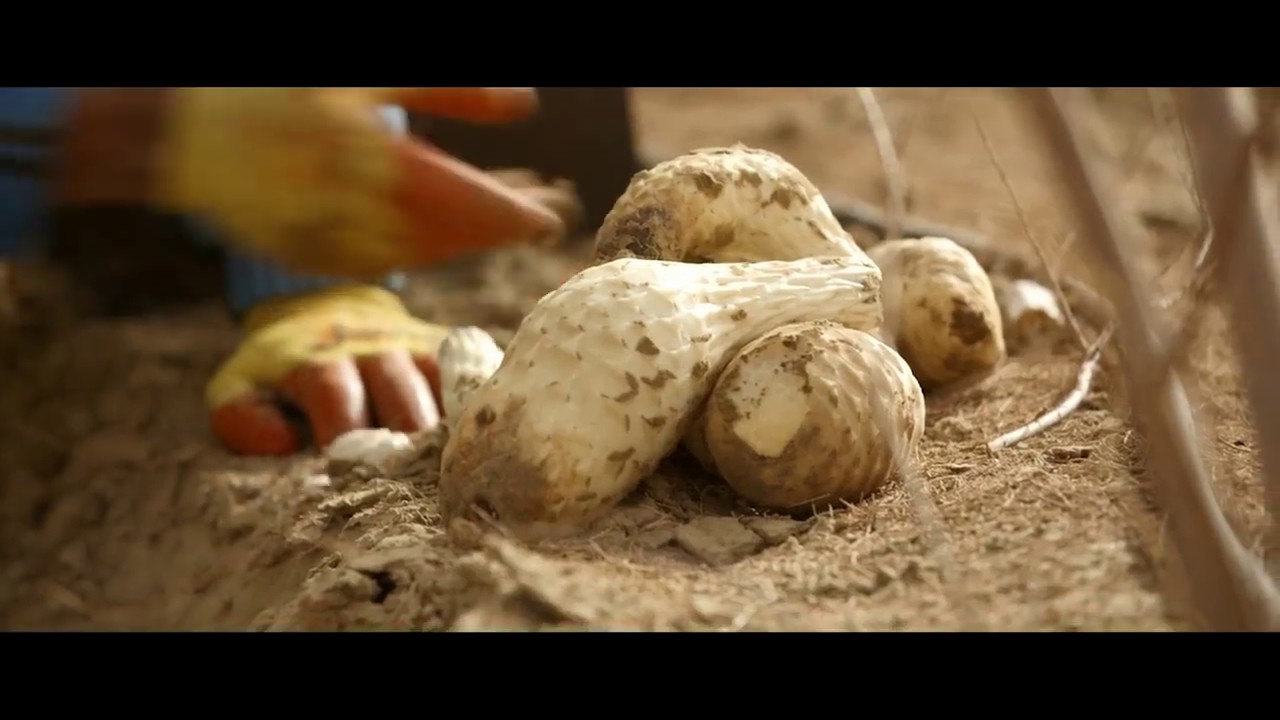 Cistanche root is used in Traditional Chinese Medicine and in Nutrilite ...