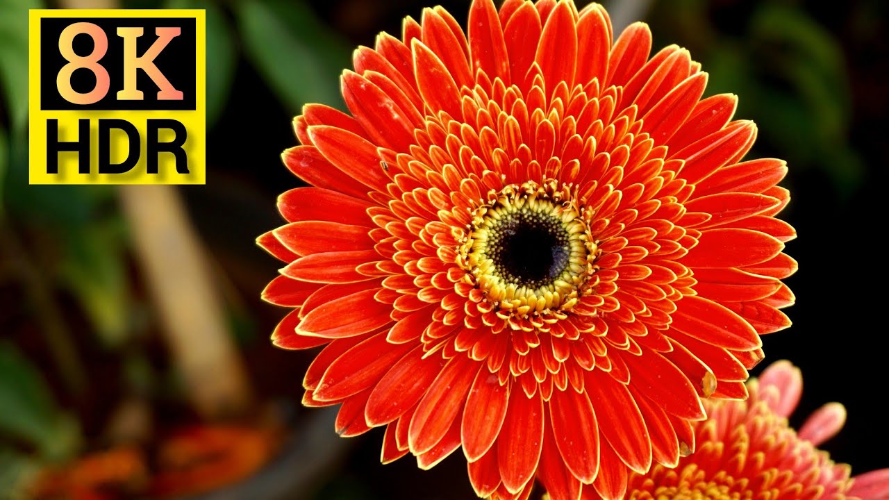 Flowers Collection 8K Ultra HD🌸🌺🌻🌹🌷🌼💐 - YouTube