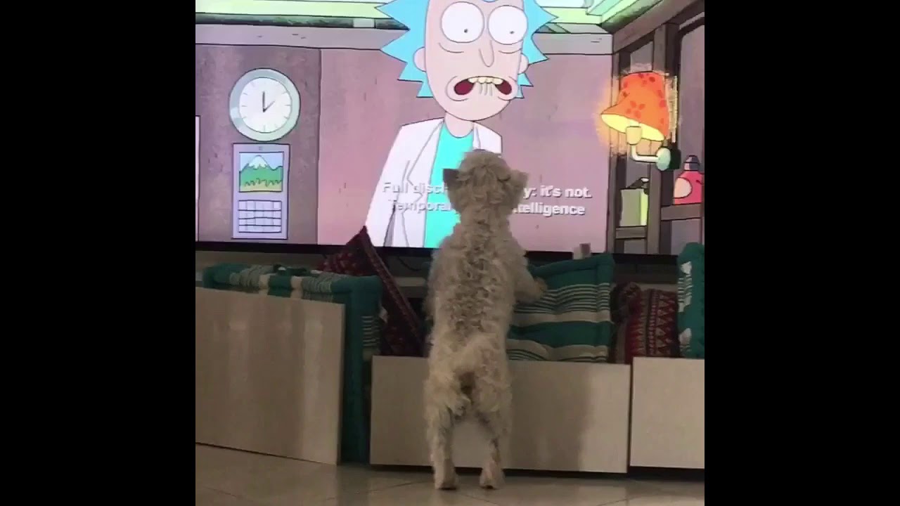 Puppy watching Rick and Morty - YouTube