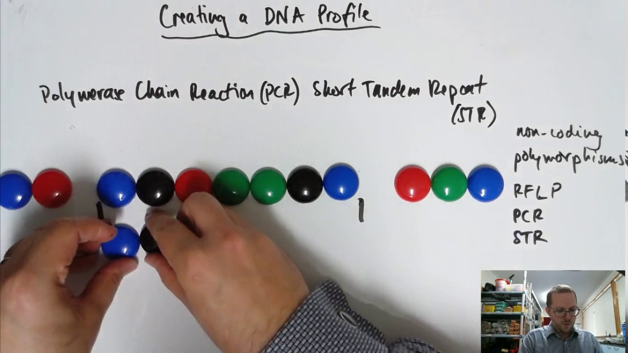 Creating a DNA Profile - YouTube