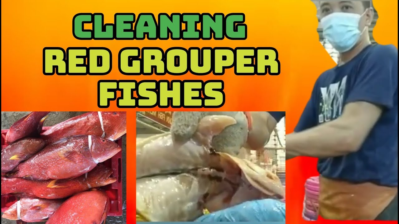 HOW TO CLEAN RED GROUPER FISH USING A BRUSH - YouTube