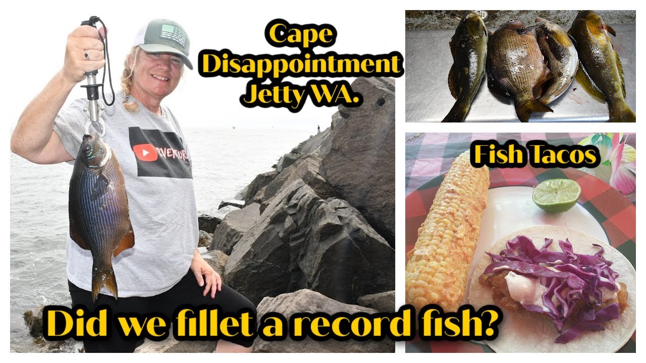 Greenling, Black rock fish & Striped Sea perch (Jetty fishing in the ...