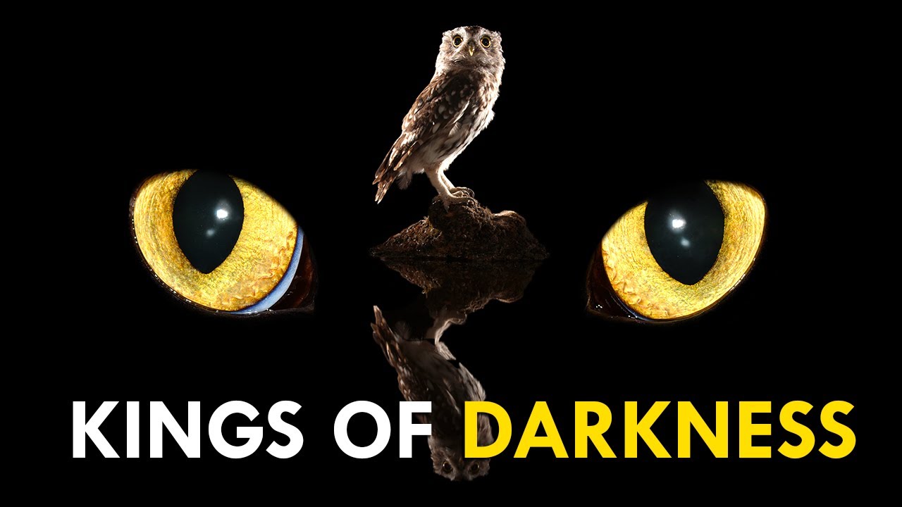 No Fear of The Dark: The Superpowers of Nocturnal Animals - YouTube