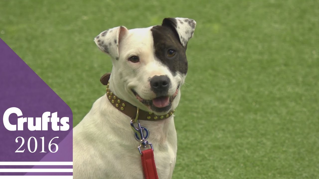 Good Citizen Dog Scheme Display | Crufts 2016 - YouTube