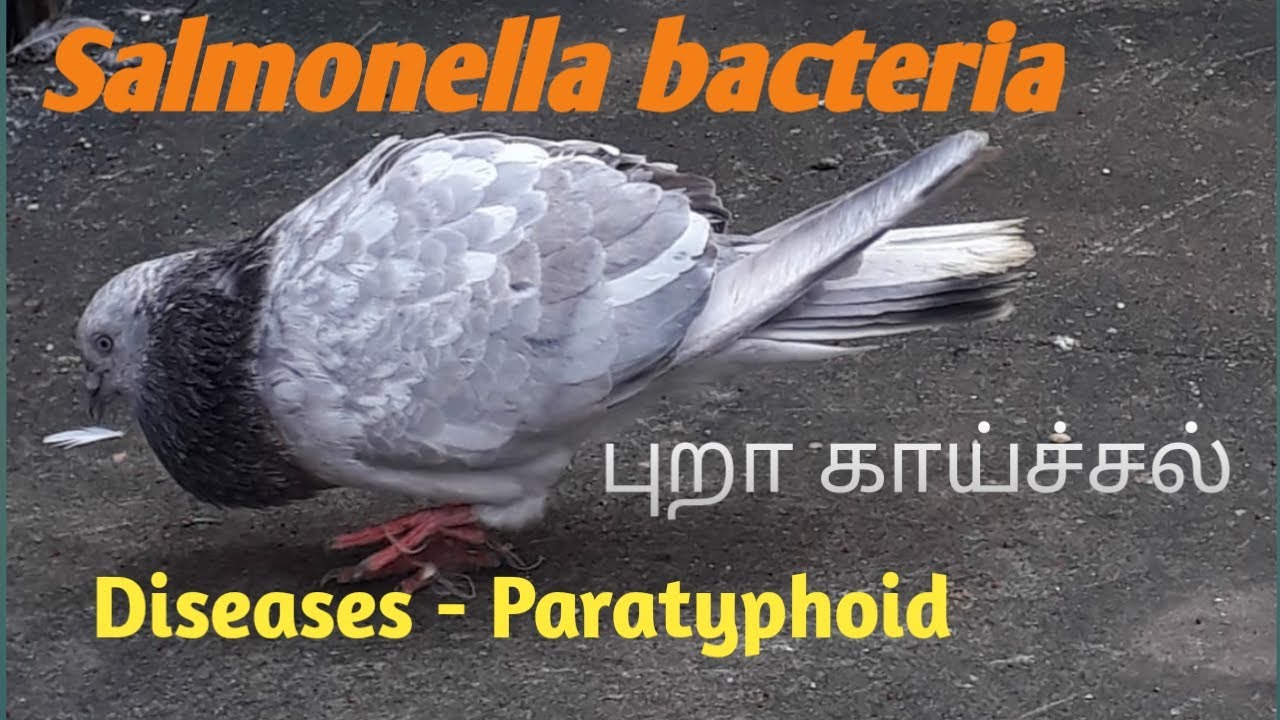 Pigeon Fever Natural Medicine | Salmonella Bacteria | Paratyphoid ...