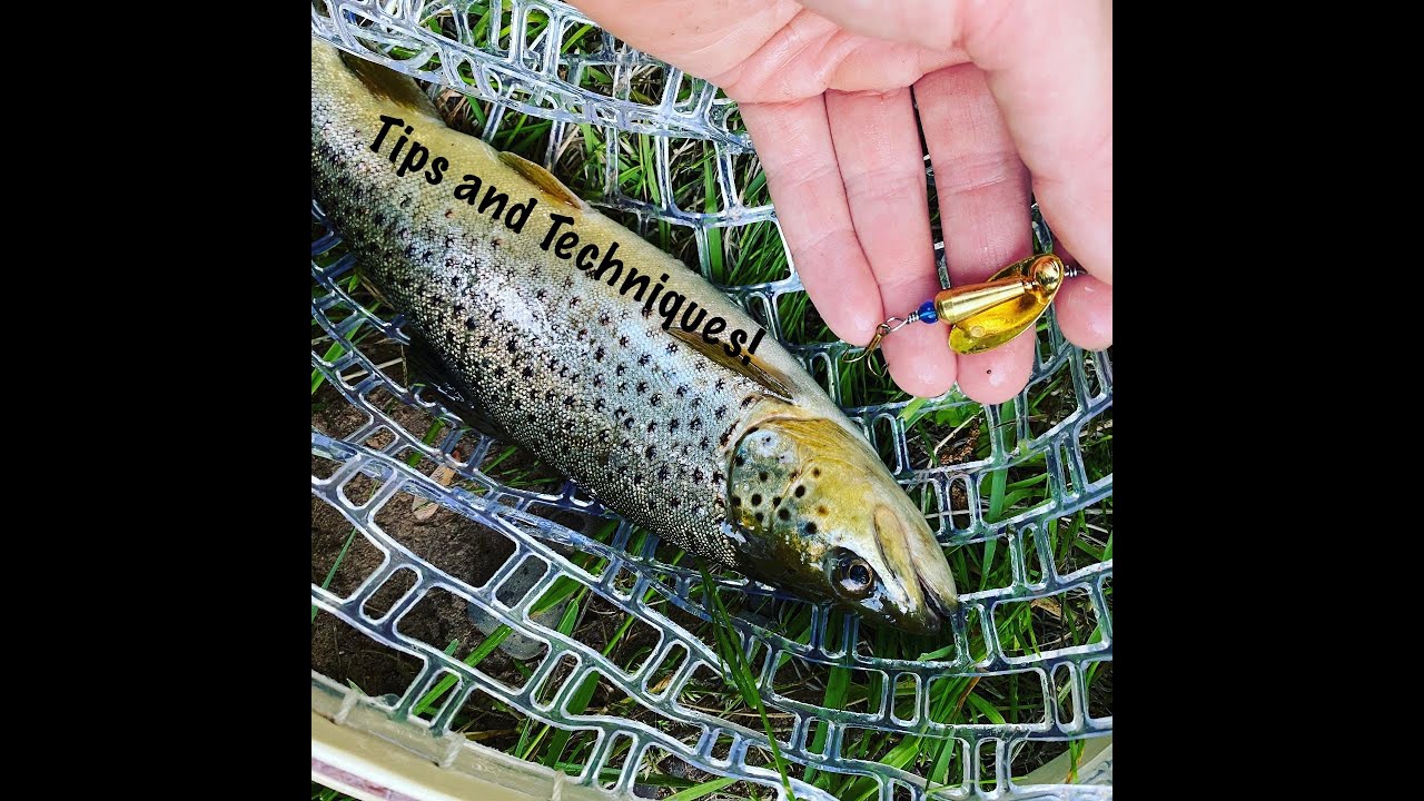 Northern WISCONSIN Trout Fishing! (Part 1) - YouTube