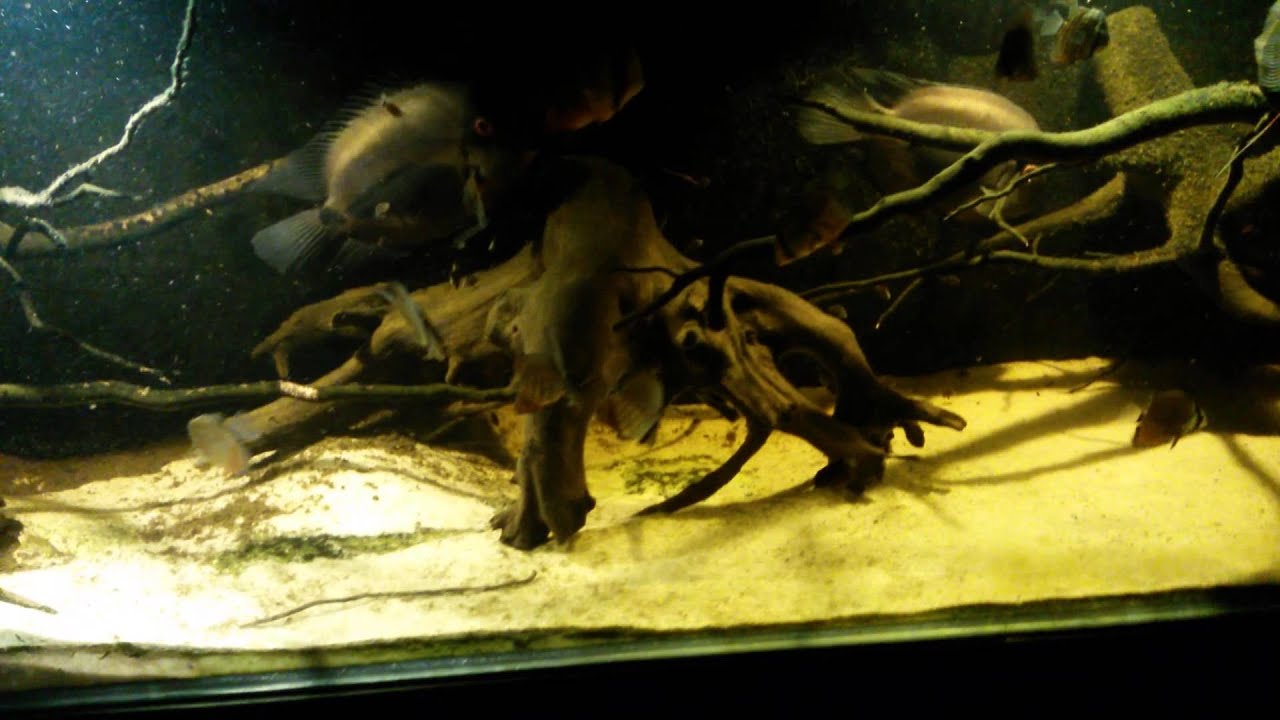 Uaru amph. Syphysodon heraldi, 730l Nature tank - YouTube