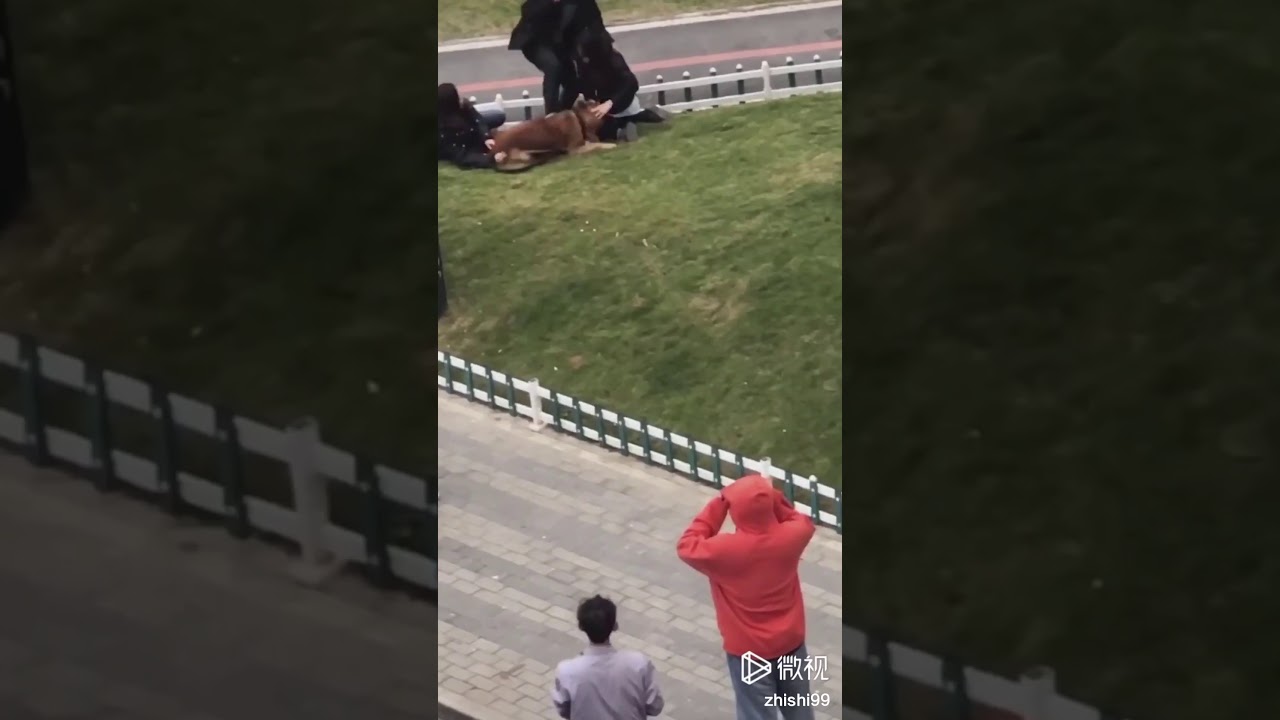 dog attacking other dog at same time human attacking dog - YouTube