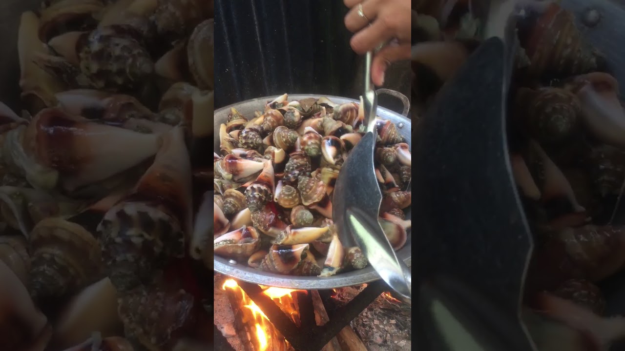 Saang. Spider shell. Siargao Island Philippines - YouTube