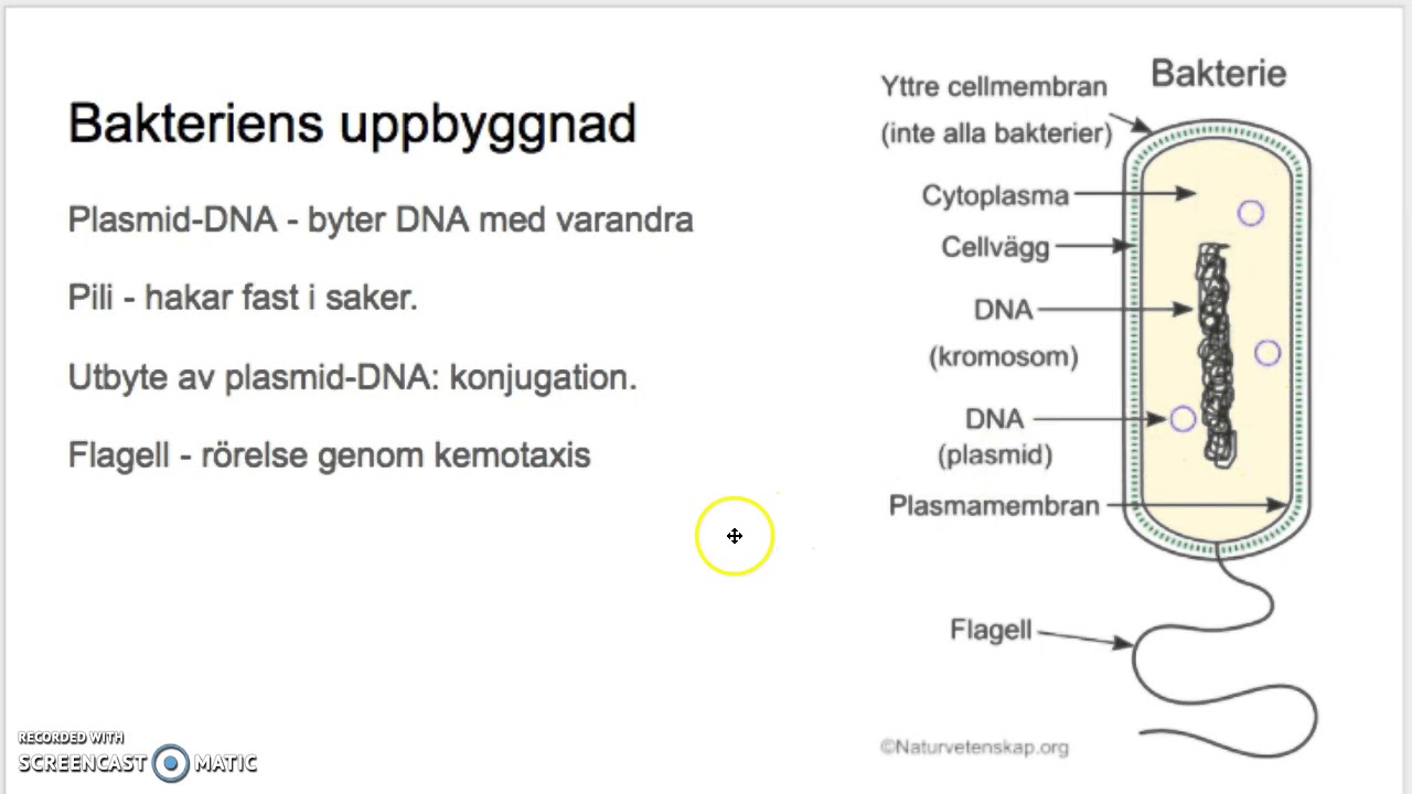 1. Smått och gott. Bakterier och virus - YouTube