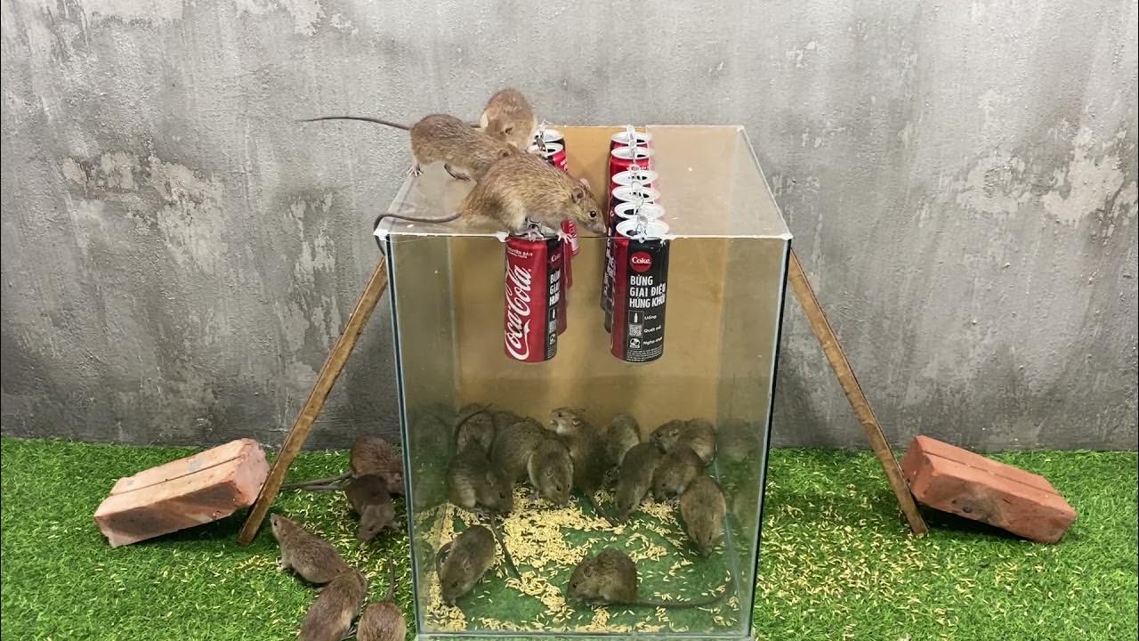 Make Mouse Trap Water π 17 Mice In Trapped π Mouse Rat Trap π Easy