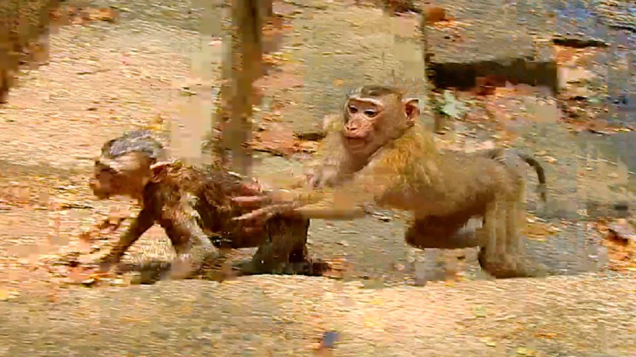 Really pitiful little monkey running really fast escape from Tom monkey ...