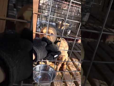 Saturday morning yard duties - YouTube