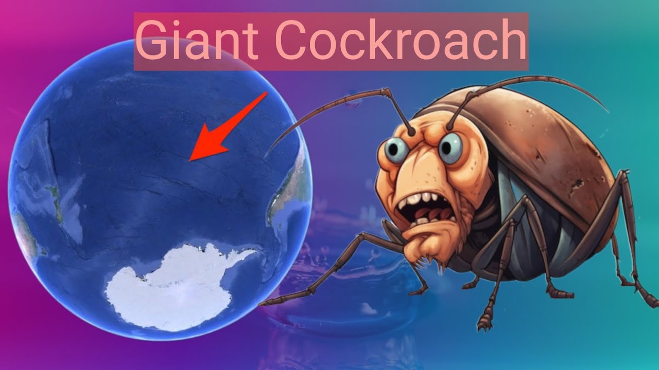 found A real giant Cockroach on google earth or googlemap #video # ...