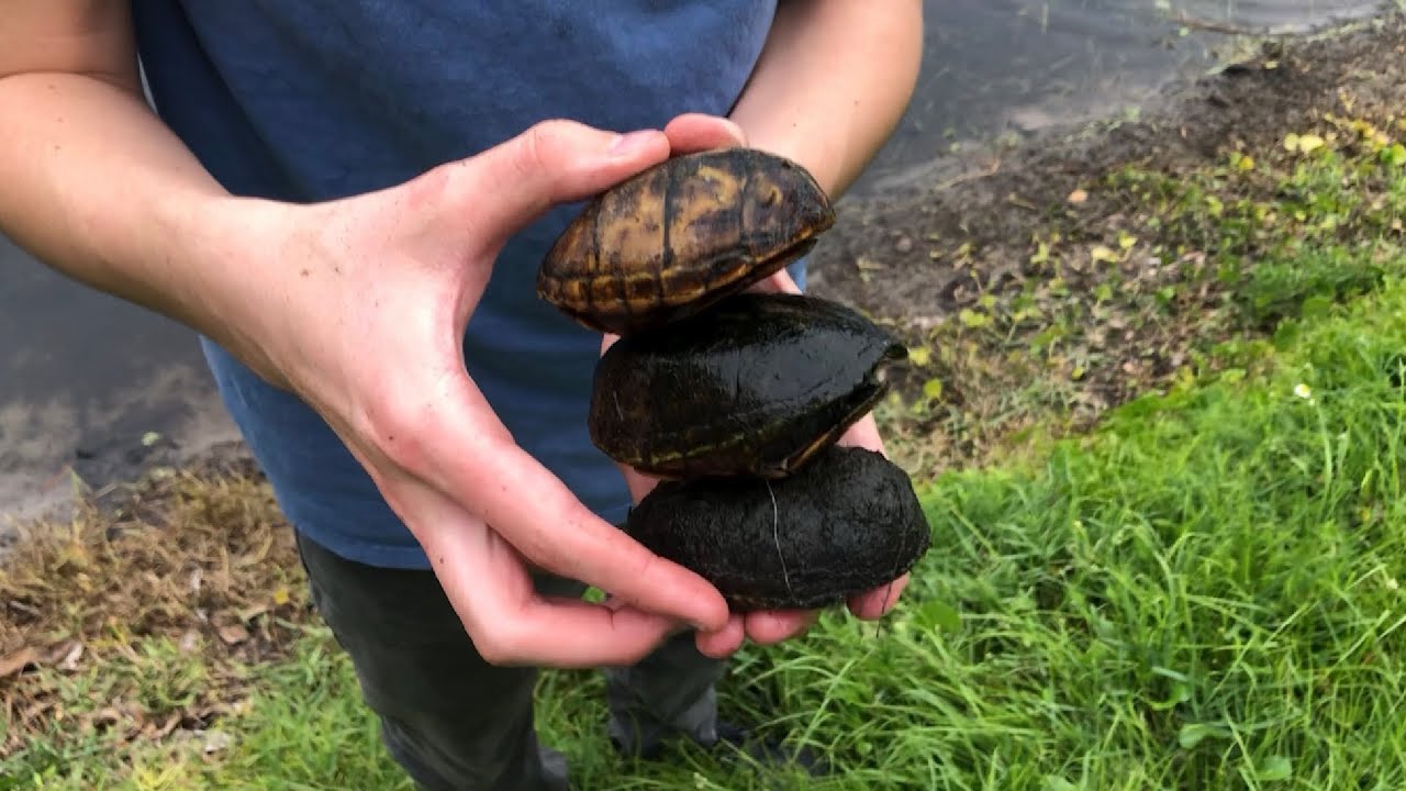 Catching TURTLES! // herping at a near by pond - YouTube