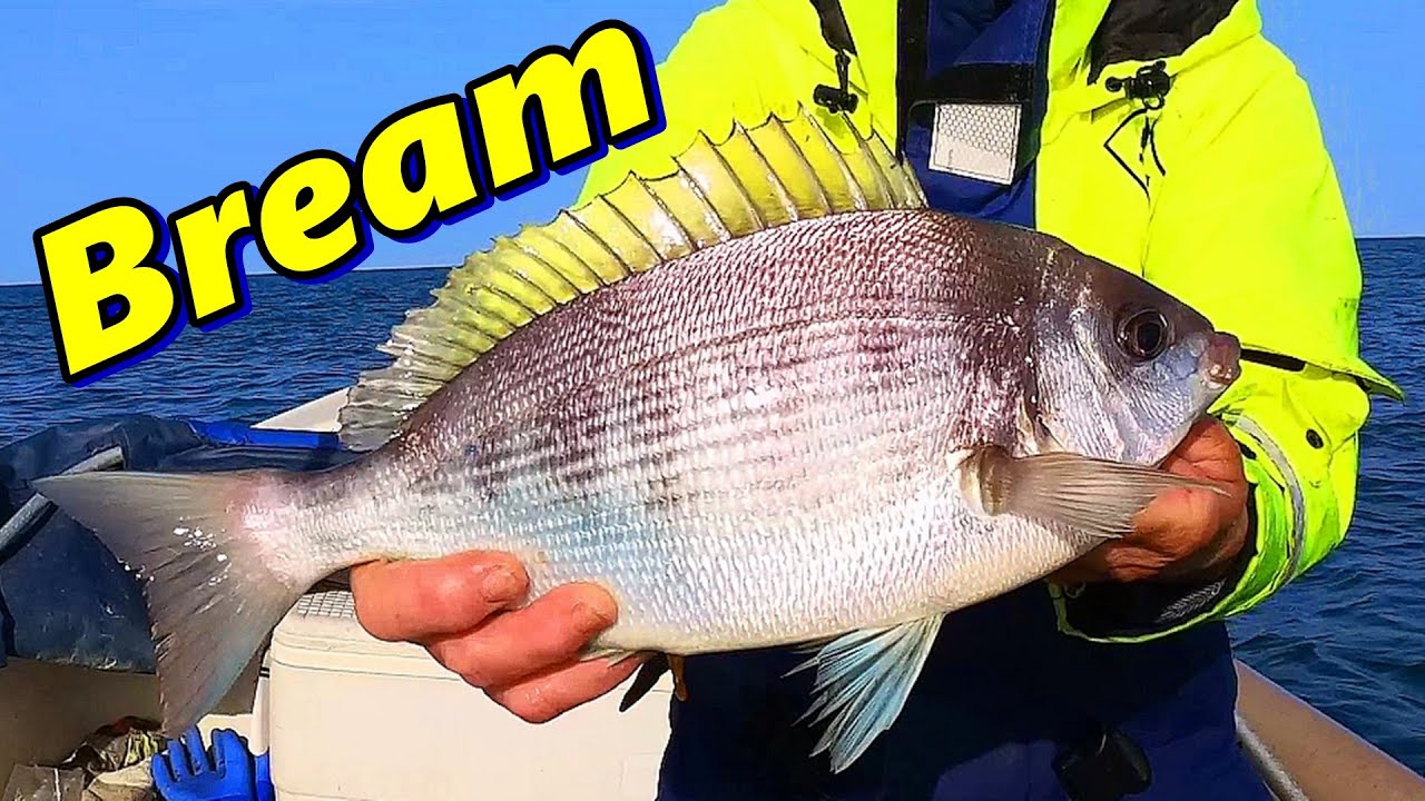 Bream - Guide to Catching Filleting Cooking & Tackle - YouTube