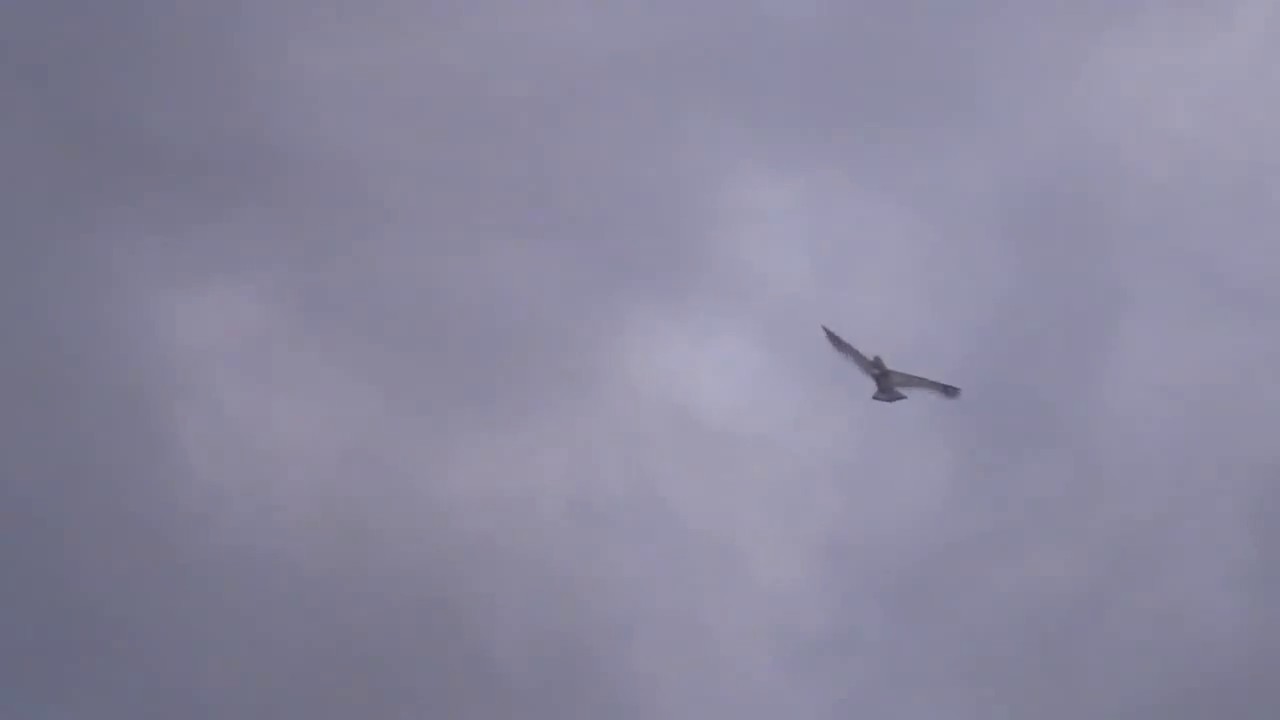 THE FALLEN EAGLE - YouTube