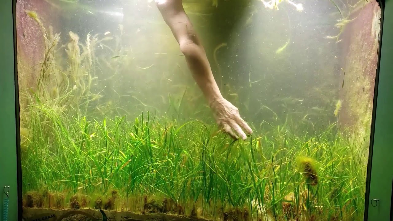 Turtle Grass Aquarium